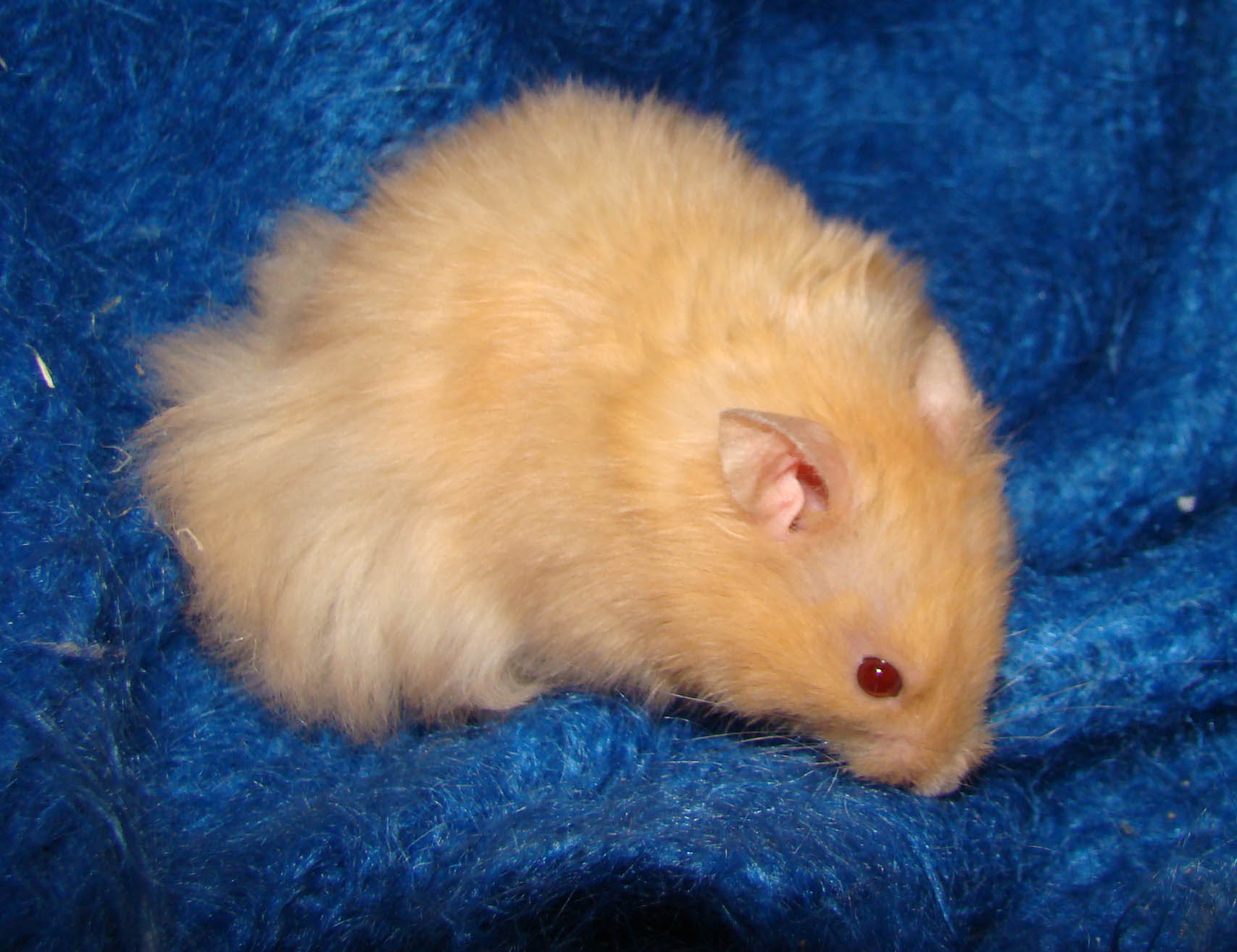 [Syrien] Honeyblack | Hamster'opédia