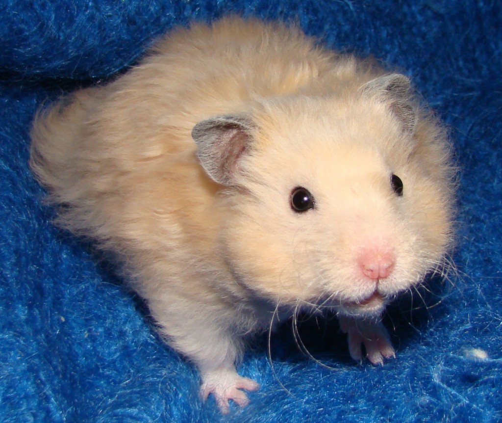 [Syrien] Crème – Hamster'opédia