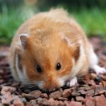 [Syrien] Rouille – Hamster'opédia