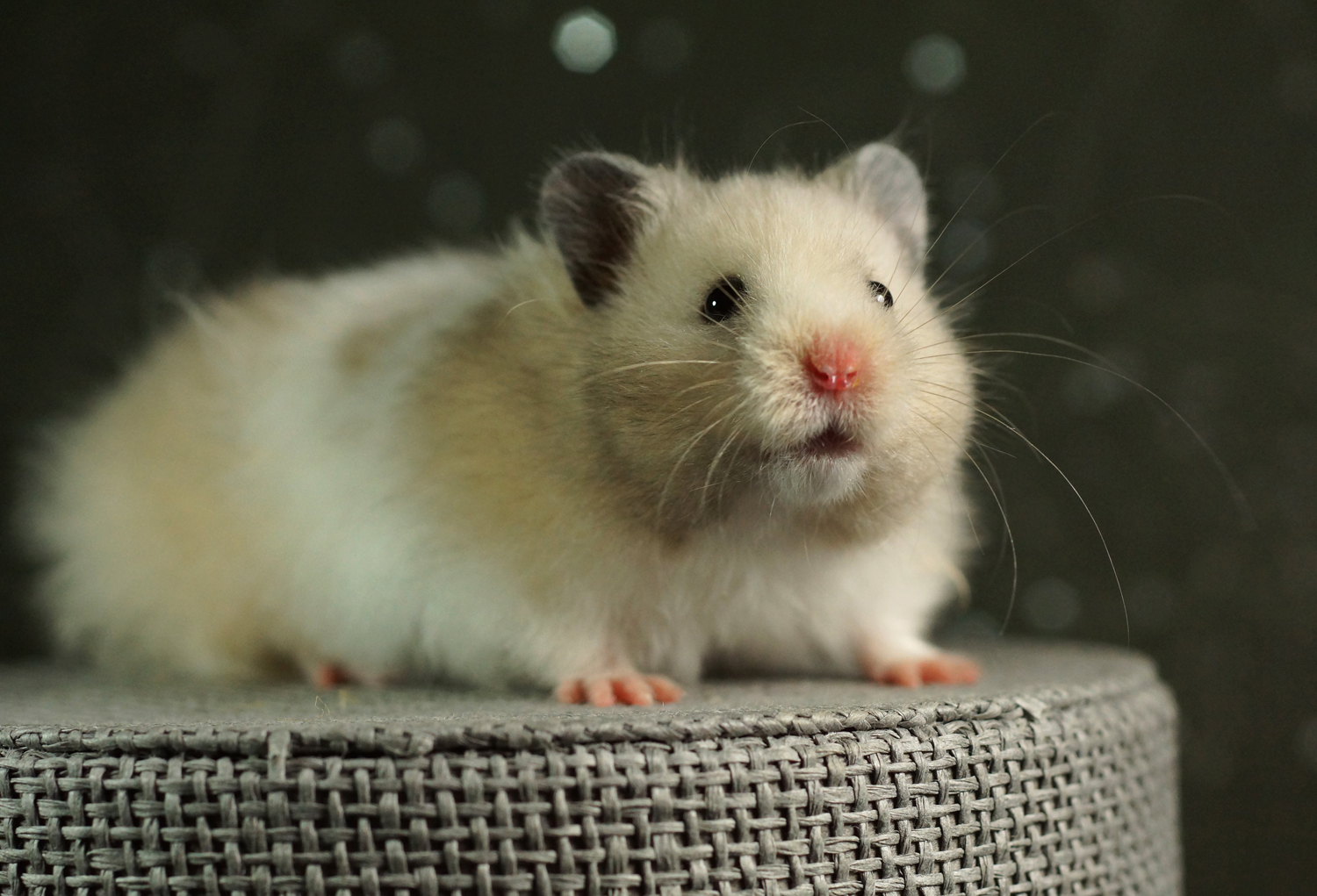 [Syrien] Silver pearl black – Hamster'opédia