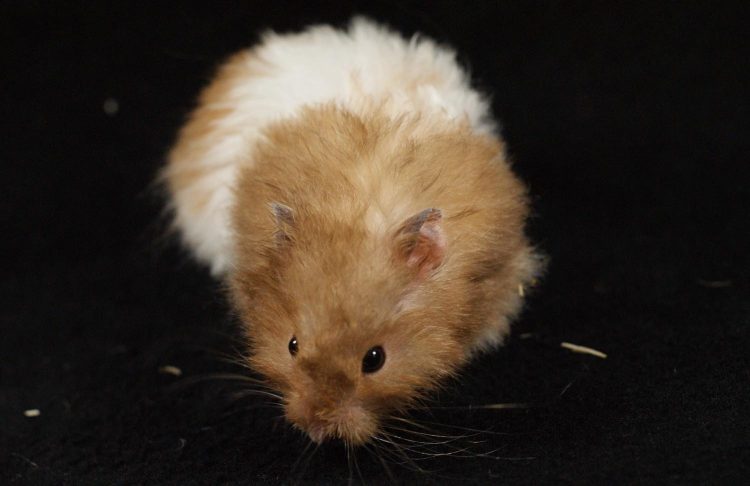 [Syrien] Angora – Hamster'opédia