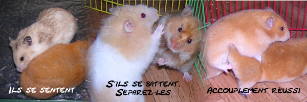 Bases de la reproduction du hamster – Hamster'opédia