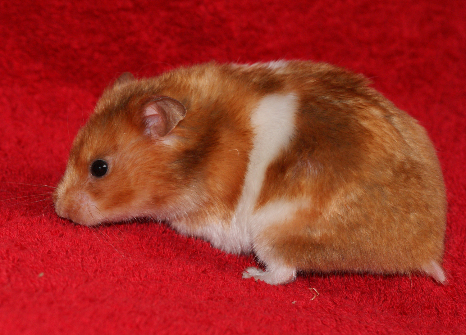 [Syrien] Tricolore | Hamster'opédia