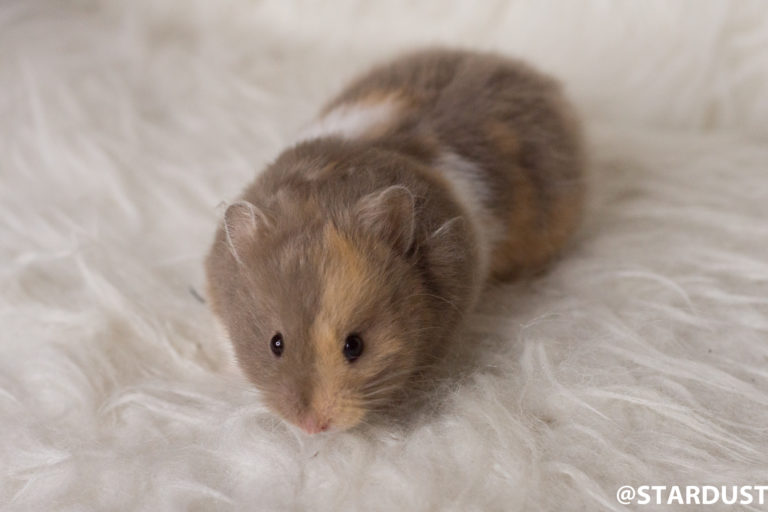 [Syrien] Tricolore – Hamster'opédia