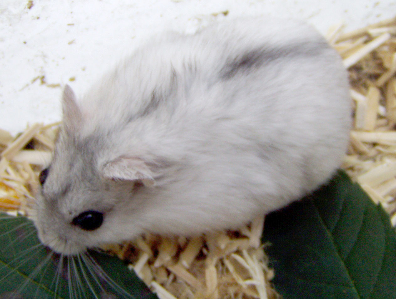 Hamster nain russe | Hamster'opédia | Page 2