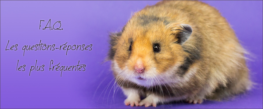 Hamster'opédia | Encyclopédie du hamster domestique