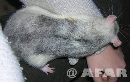 [Rat] Husky – Hamster'opédia